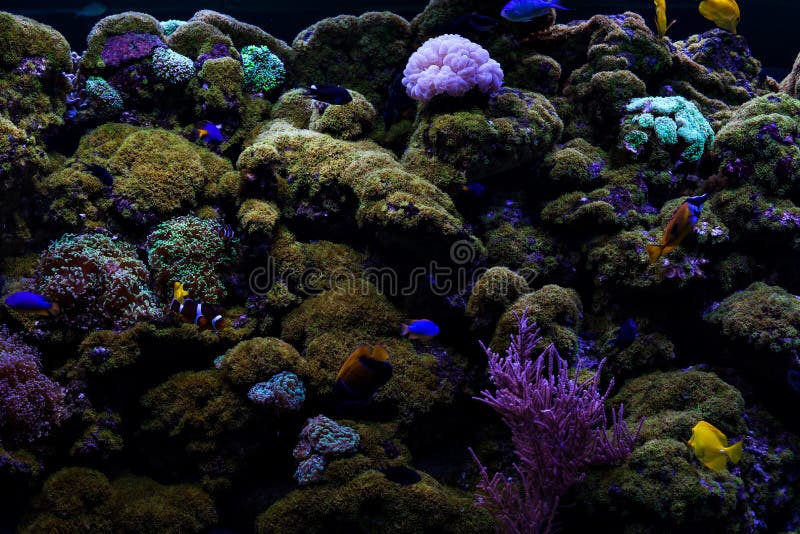Color Bottom of Ocean in the Tropics. Stock Image - Image of sharm ...