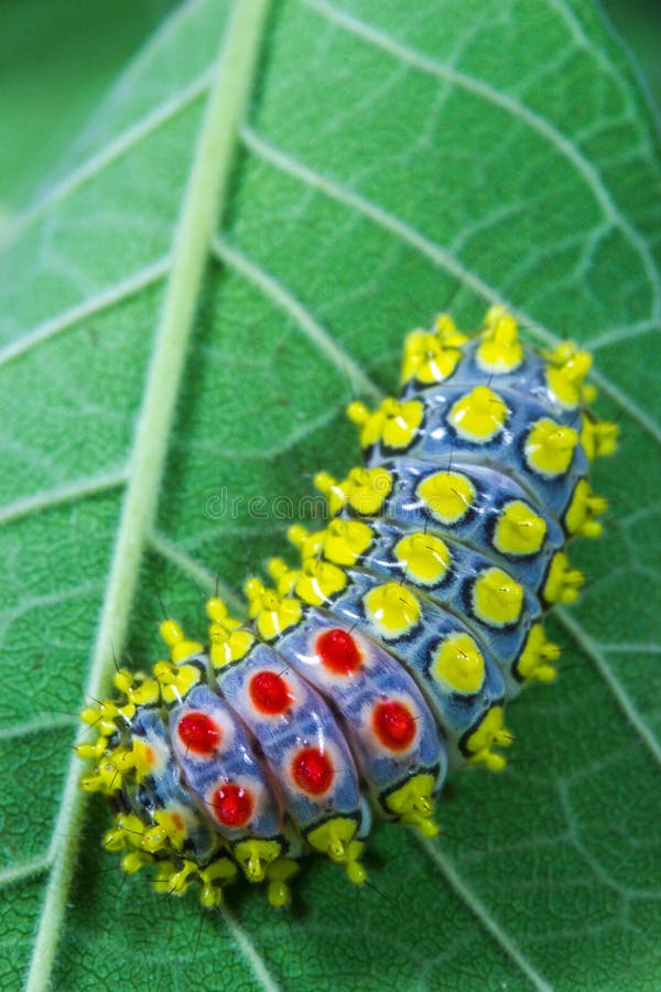 Color butterfly worm stock photo. Image of macro, huge - 55127702