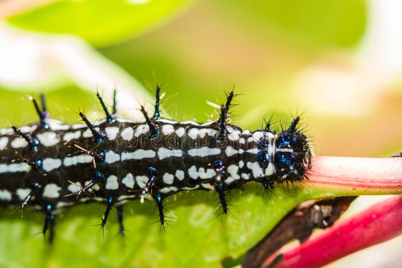Color butterfly worm stock image. Image of cute, caterpillar - 57643437