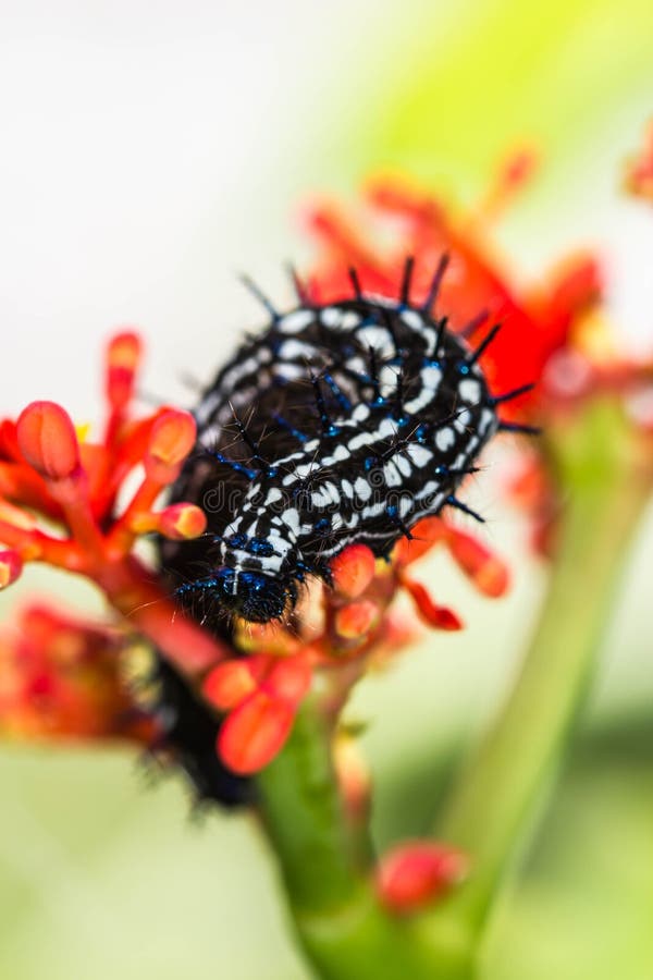 Color butterfly worm stock image. Image of green, blue - 57643461