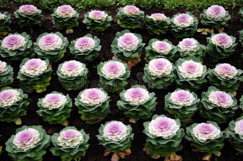 The color cabbage stock image. Image of organic, decorative - 39687703