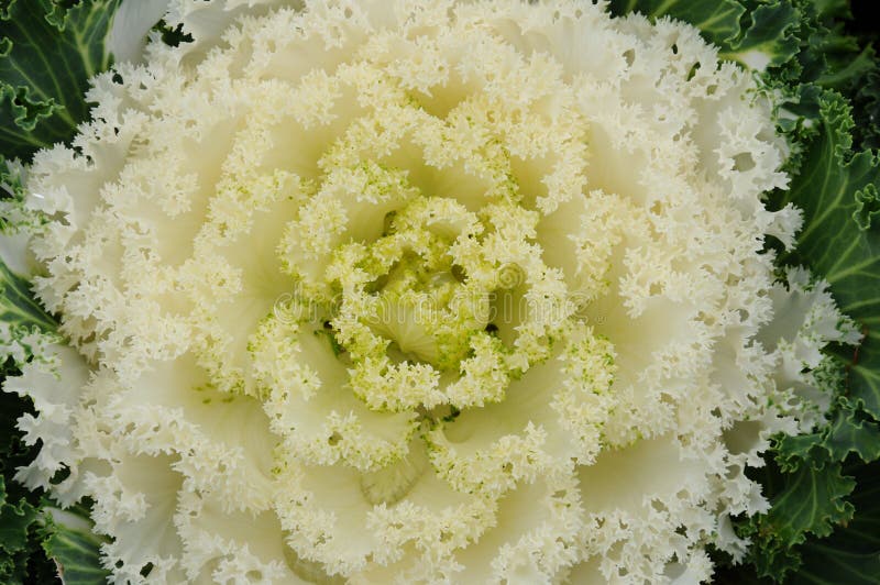 Color Cabbage in the Garden. Stock Image - Image of horticulture, food ...