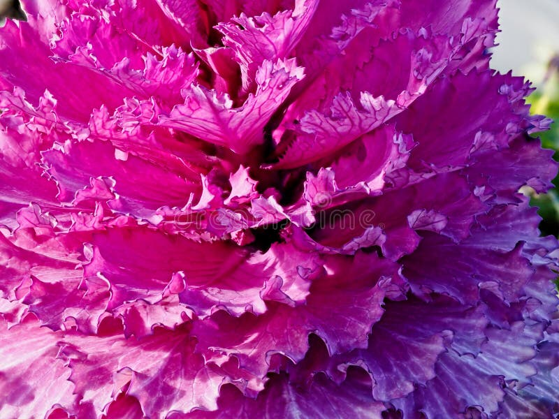 Color Cabbage Leaves Close-up Stock Photo - Image of brassica, blossom ...