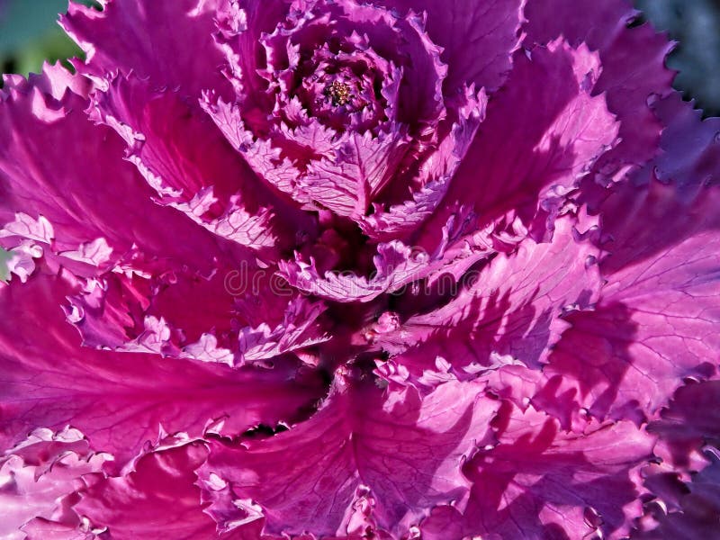 Color Cabbage Leaves Close-up Stock Photo - Image of colourful ...