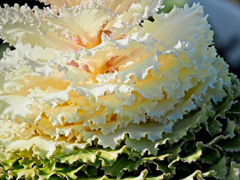 Color Cabbage Leaves Close-up Stock Image - Image of bloom, brilliant ...