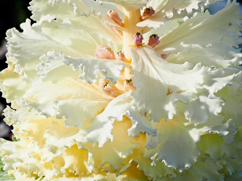 Color Cabbage Leaves Close-up Stock Photo - Image of brassica ...