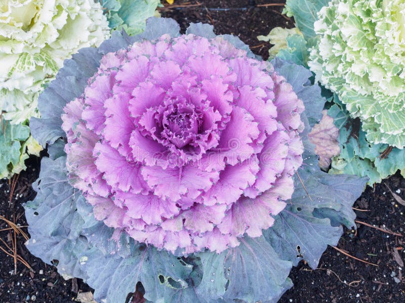 Color cabbage stock image. Image of harvest, ornamental - 83841461