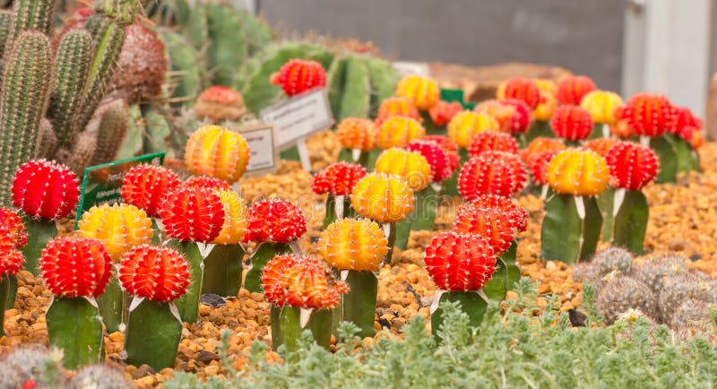 Color of the cactus stock photo. Image of botanical, exotic - 23936964