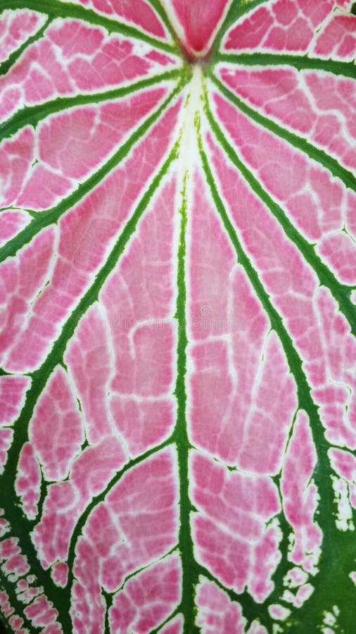 Color Caladium Leaf Wallpaper Stock Photo - Image of colour, color ...