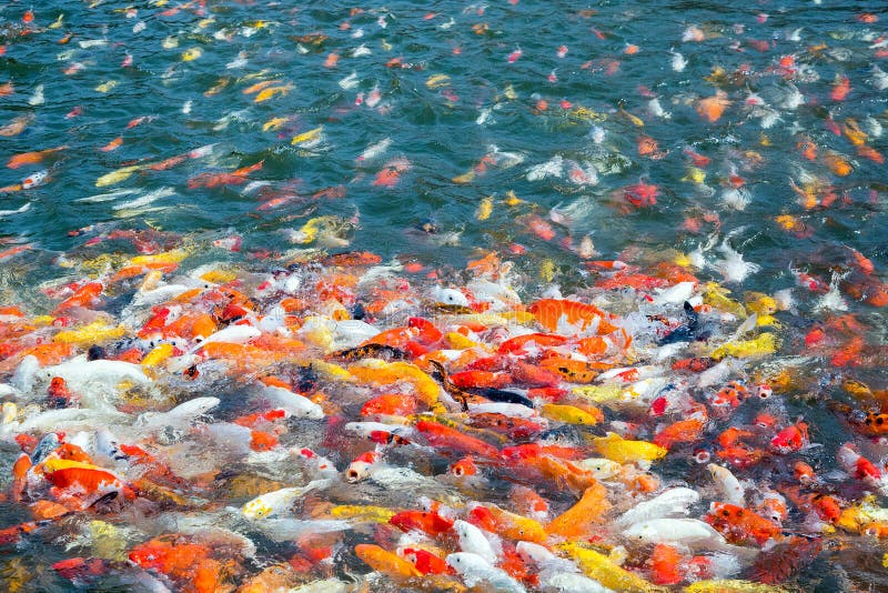 The Color of Carp Swimming in the Pond. Stock Photo - Image of garden ...