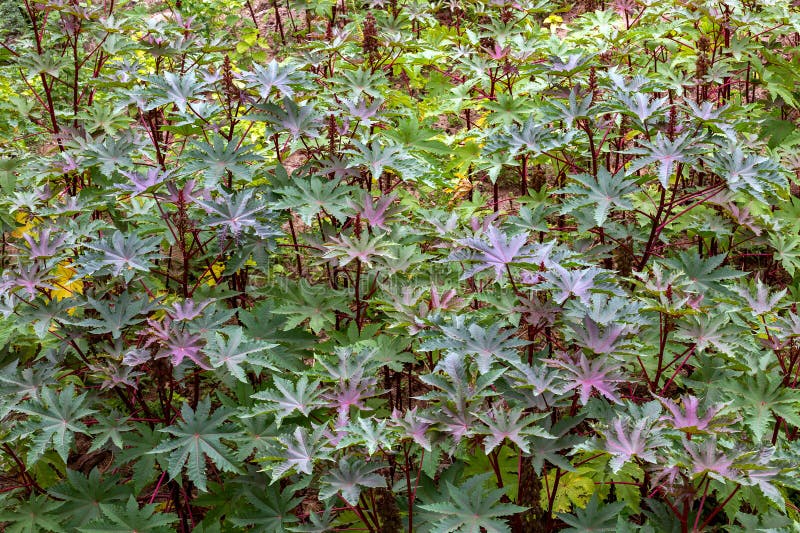 Castor Tree in the Plantation. Stock Photo - Image of castor, purgative ...