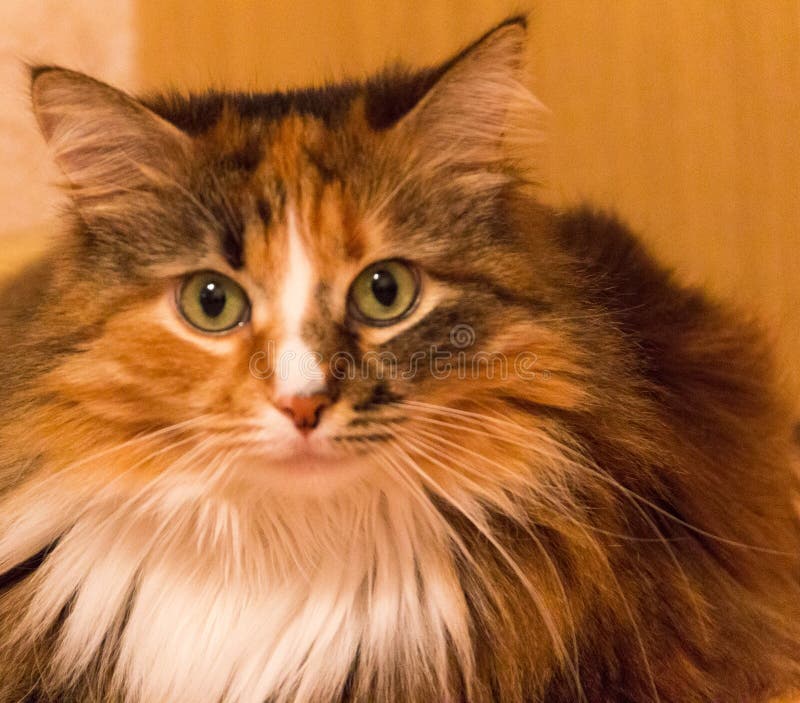 Color cat stock photo. Image of happy, feral, look, kitty - 75671130