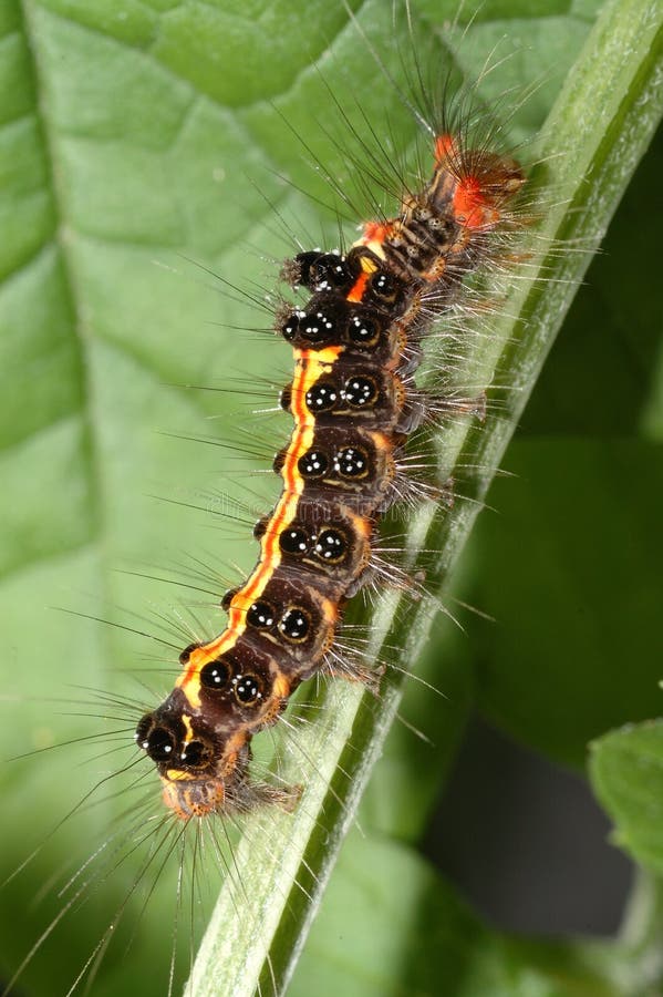 Color caterpillar stock image. Image of nature, evolutionism - 5723529
