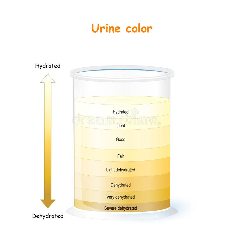 Urine Color Chart 1 stock vector. Illustration of colorless - 106230237