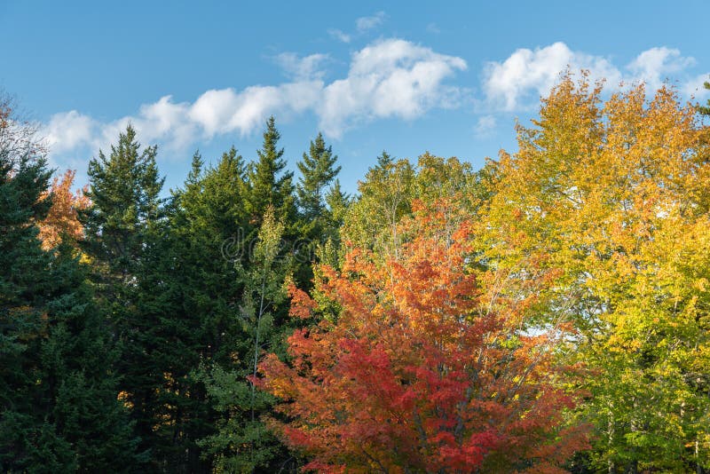 Color changing in autumn stock photo. Image of bright - 130132246