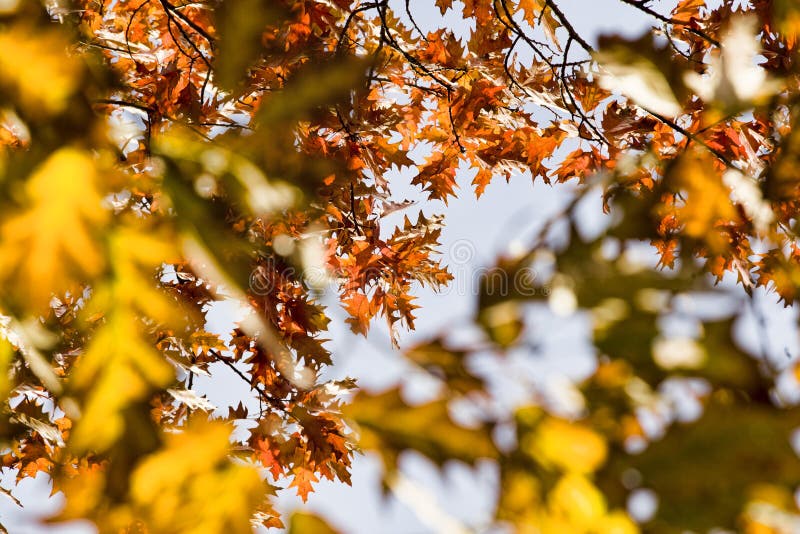 Beautiful Oak foliage stock photo. Image of healthy - 223390360