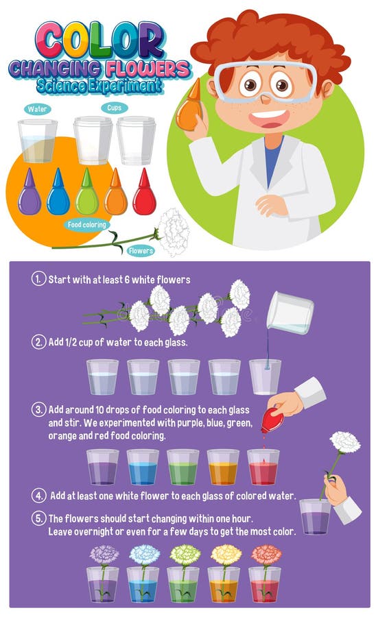 Color Changing Flowers Science Experiment Stock Vector - Illustration ...