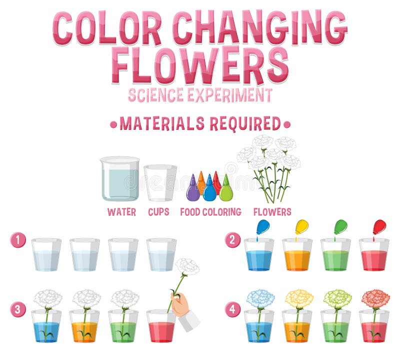 Color Changing Flowers Science Experiment Stock Vector - Illustration ...
