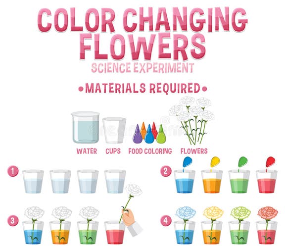 Color Changing Flowers Science Experiment Stock Vector - Illustration ...