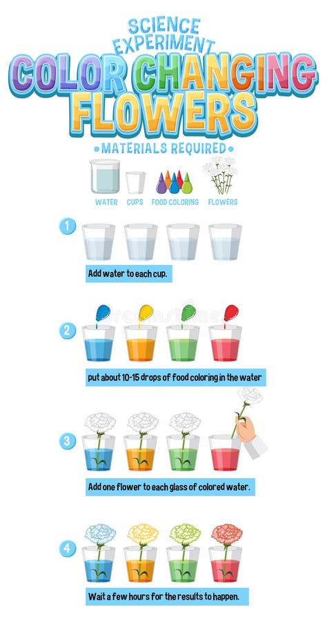 Color Changing Flowers Science Experiment Stock Vector - Illustration ...