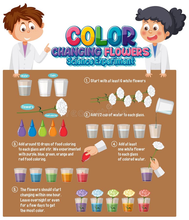 Color Changing Flowers Science Experiment Stock Vector - Illustration ...