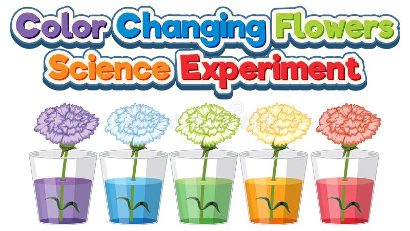 Color Changing Flowers Science Experiment Stock Vector - Illustration ...