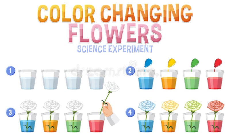 Color Changing Flowers Science Experiment Stock Vector - Illustration ...