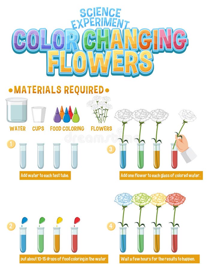 Color Changing Flowers Science Experiment Stock Vector - Illustration ...