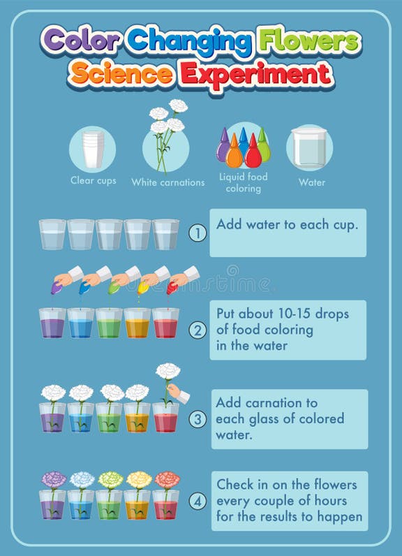 Color Changing Flowers Science Experiment Stock Vector - Illustration ...