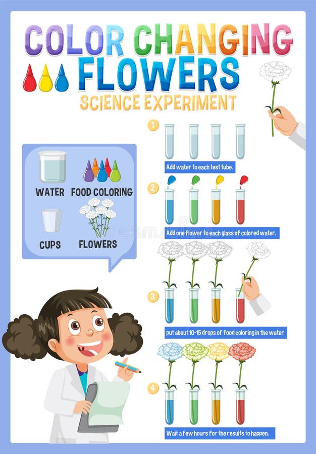 Color Changing Flowers Science Experiment Stock Vector - Illustration ...