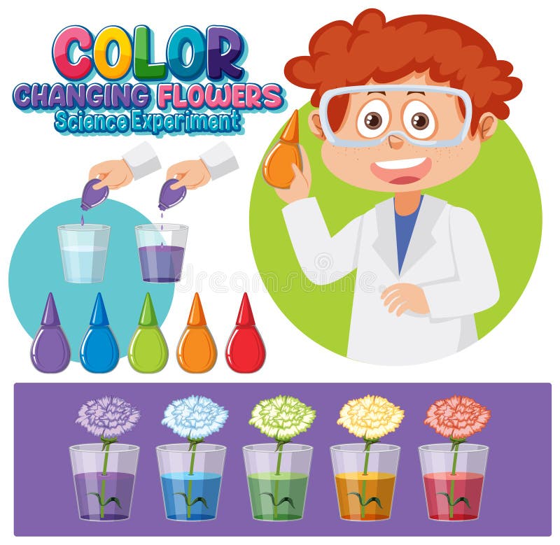 Color Changing Flowers Science Experiment Stock Vector - Illustration ...