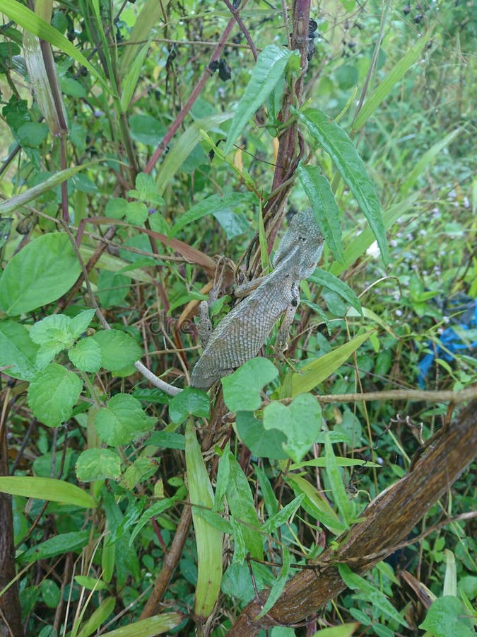 Color changing lizard. stock image. Image of chameleon - 255671395