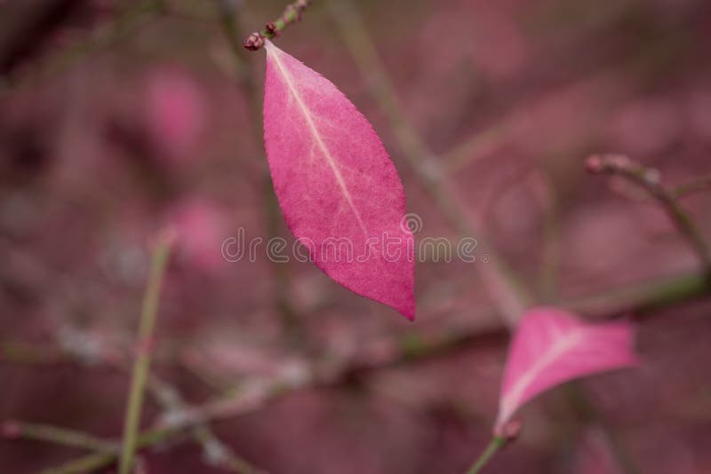 Color Changing Pink Leave in Autum Stock Image - Image of environment ...
