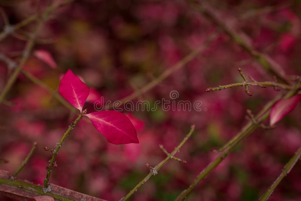 Color Changing Pink Leave in Autum Stock Image - Image of beauty ...