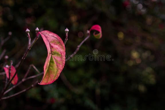 Color Changing Pink Leave in Autumn Stock Photo - Image of maple, pink ...