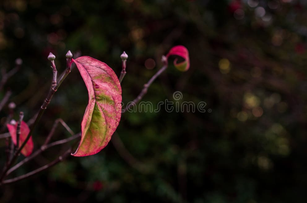 Color Changing Pink Leave in Autumn Stock Photo - Image of maple, pink ...