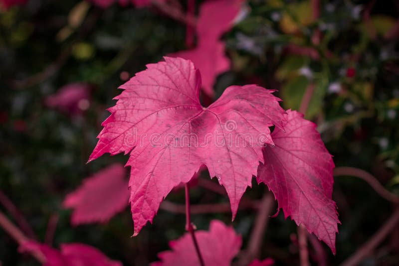 Color Changing Pink Leave in Autumn Stock Photo - Image of bright ...