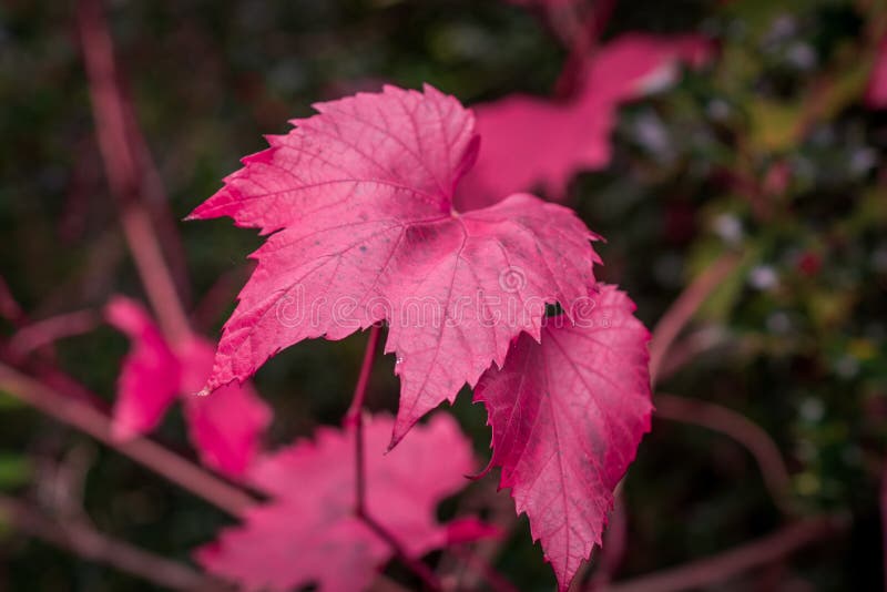 Color Changing Pink Leave in Autumn Stock Photo - Image of beautiful ...