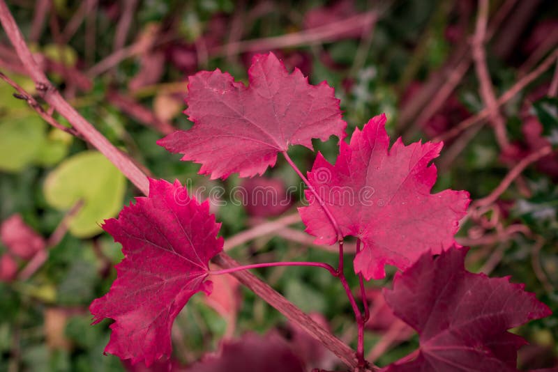 Color Changing Pink Leave in Autumn Stock Photo - Image of branch ...