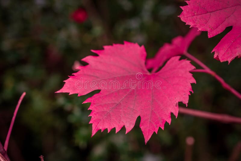 Color Changing Pink Leave in Autumn Stock Photo - Image of branch ...