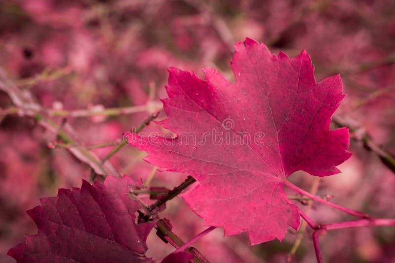 Color Changing Pink Leave in Autumn Stock Image - Image of beautiful ...