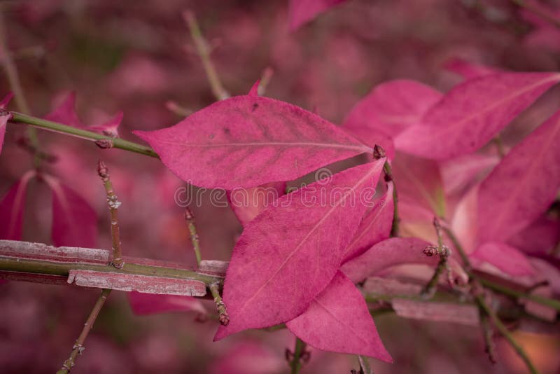 Color Changing Pink Leave in Autumn Stock Image - Image of forest, tree ...