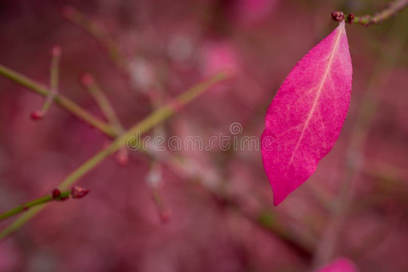 Color Changing Pink Leave in Autumn Stock Photo - Image of maple, leaf ...