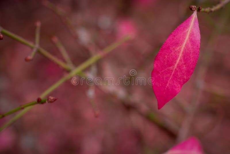 Color Changing Pink Leave in Autumn Stock Photo - Image of nature ...