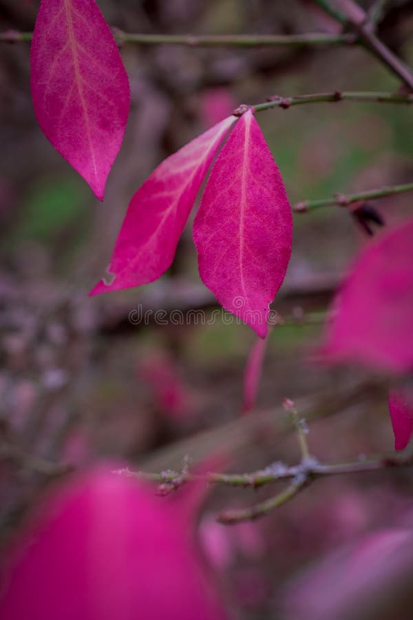 Color Changing Pink Leave in Autumn Stock Photo - Image of green ...