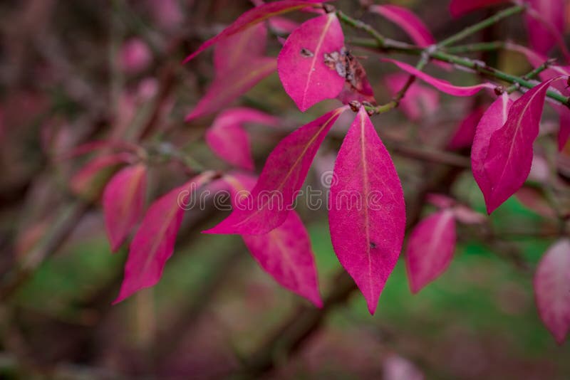 Color Changing Pink Leave in Autumn Stock Photo - Image of fall, nature ...