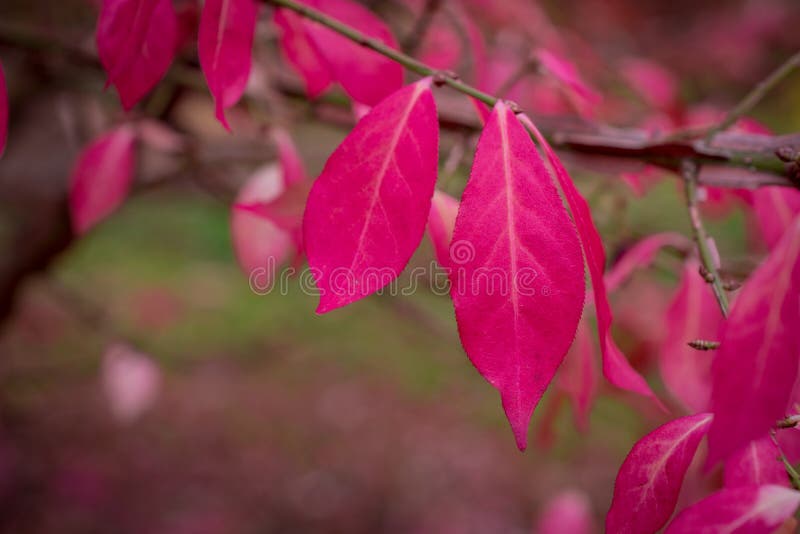Color Changing Pink Leave in Autumn Stock Photo - Image of texture ...