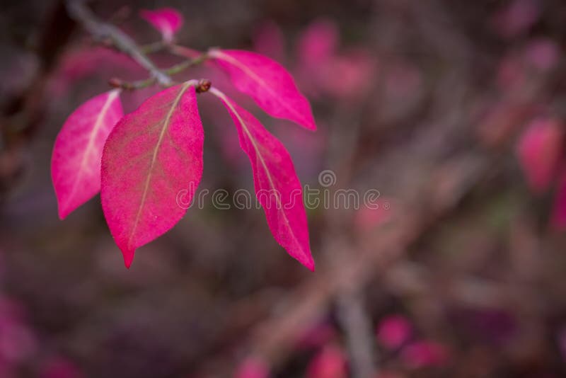 Color Changing Pink Leave in Autumn Stock Photo - Image of pink, autumn ...