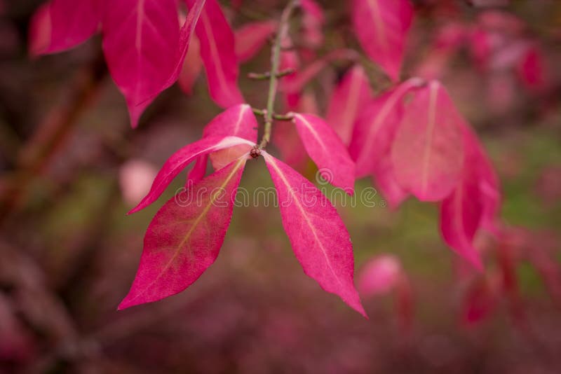 Color Changing Pink Leave in Autumn Stock Photo - Image of background ...