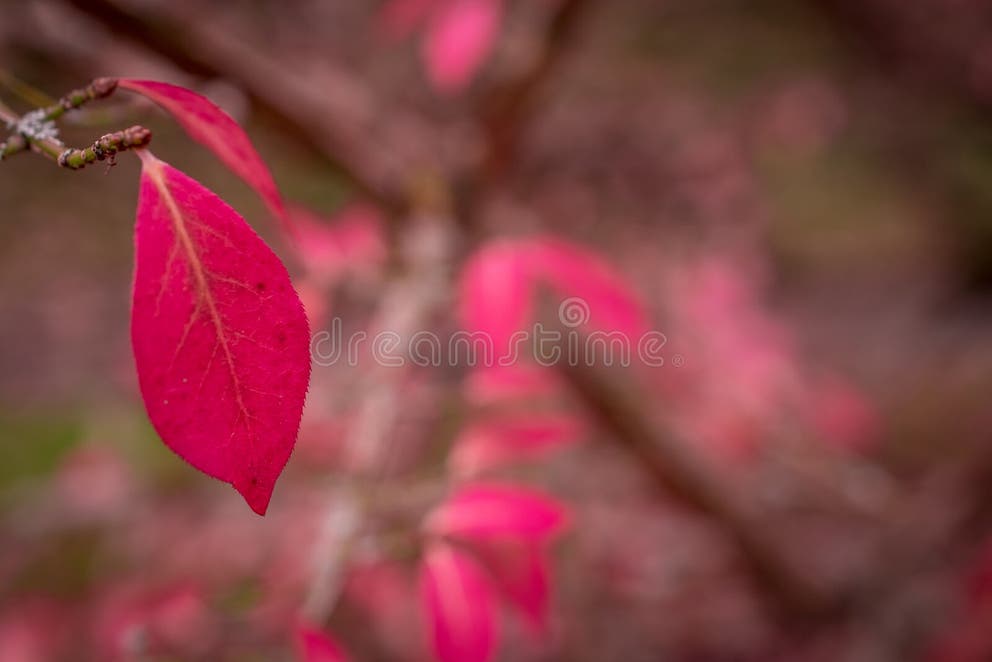 Color Changing Pink Leave in Autumn Stock Image - Image of colorful ...